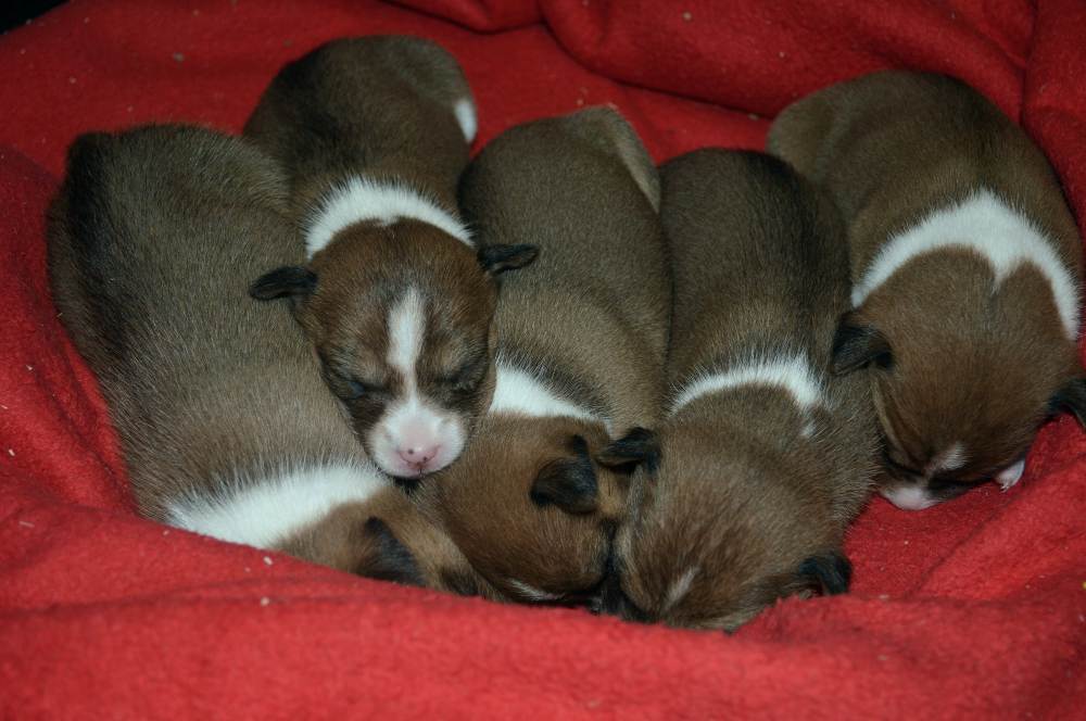 CHIOTS Nouvelle
