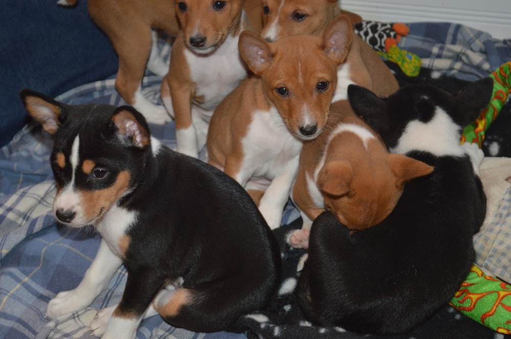 CHIOTS Nouvelle