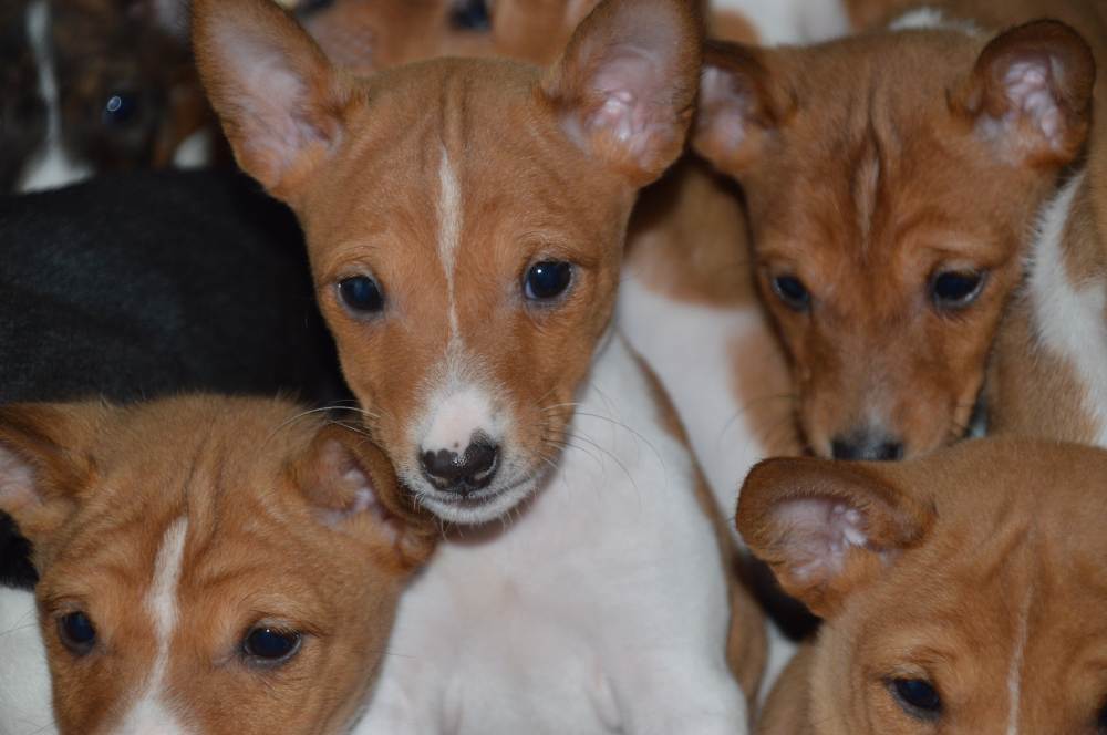 CHIOTS Nouvelle