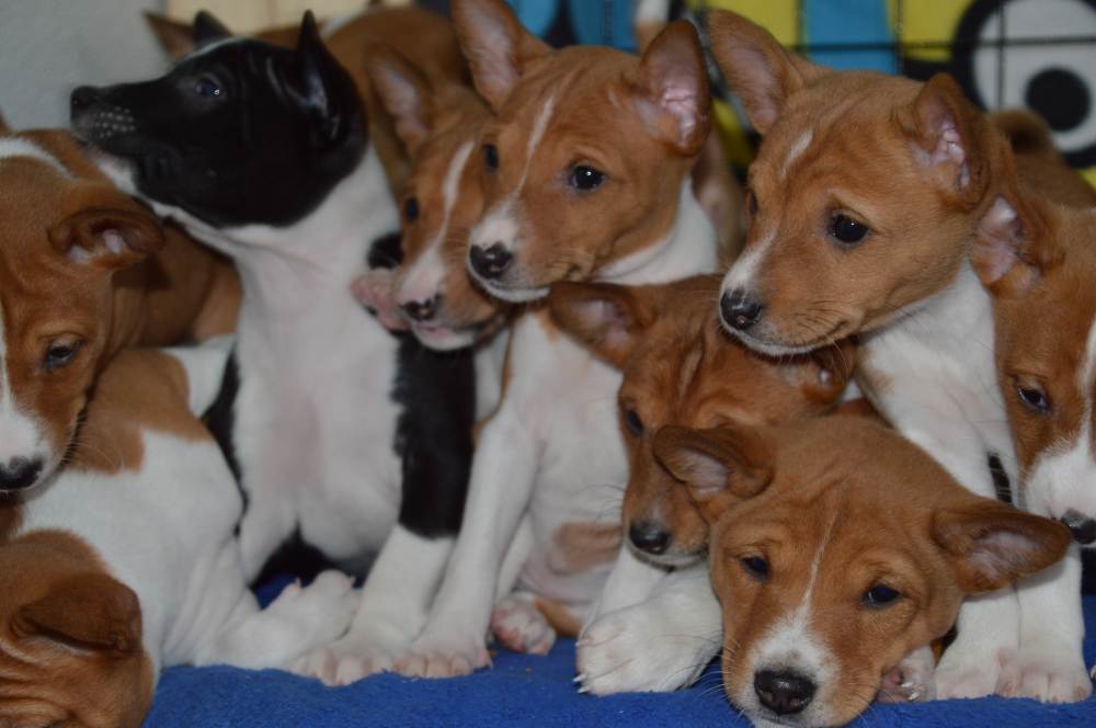 CHIOTS Nouvelle